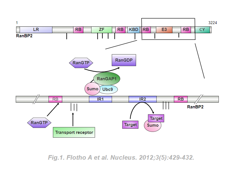 IBS 2.0: Illustrator for Biological Sequences