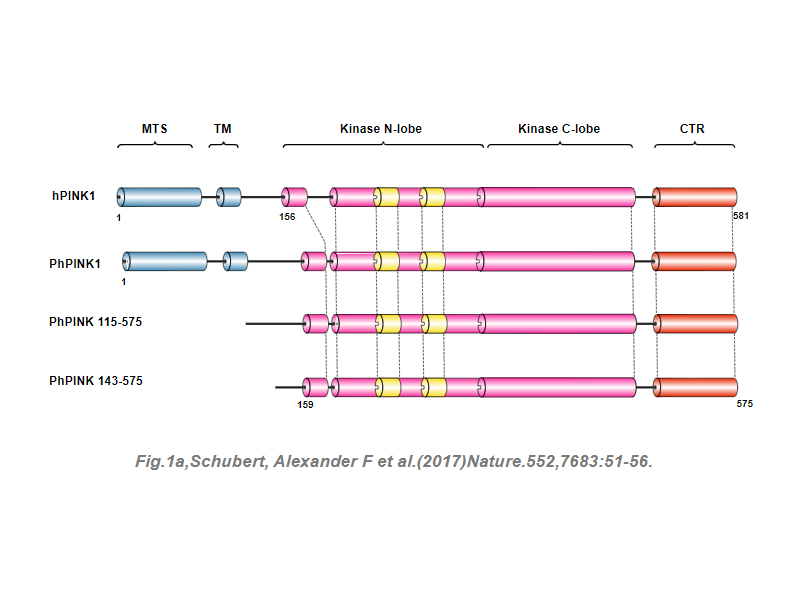 IBS 2.0: Illustrator for Biological Sequences