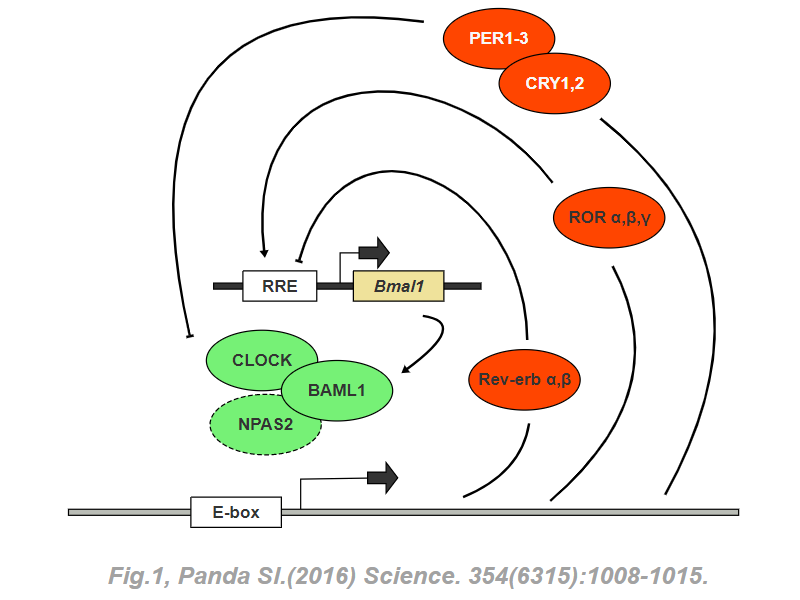 IBS 2.0: Illustrator for Biological Sequences