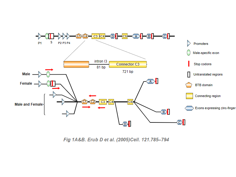 IBS 2.0: Illustrator for Biological Sequences