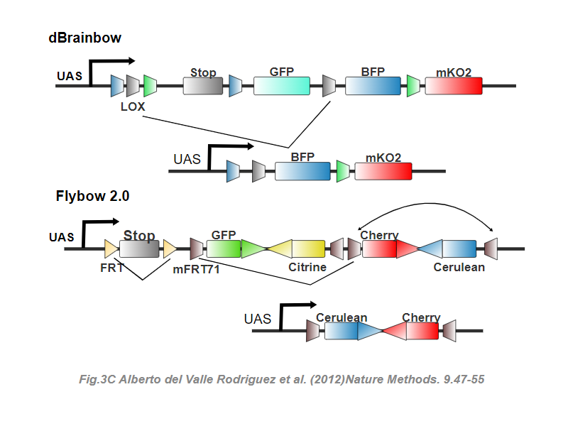 IBS 2.0: Illustrator for Biological Sequences