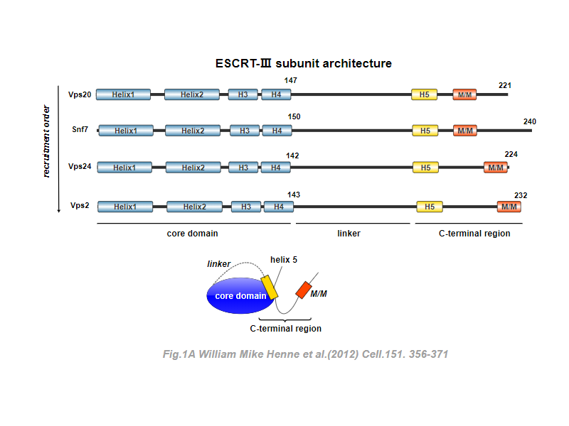 IBS 2.0: Illustrator for Biological Sequences
