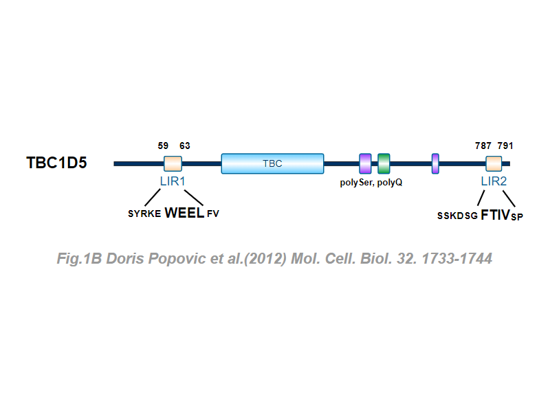 IBS 2.0: Illustrator for Biological Sequences