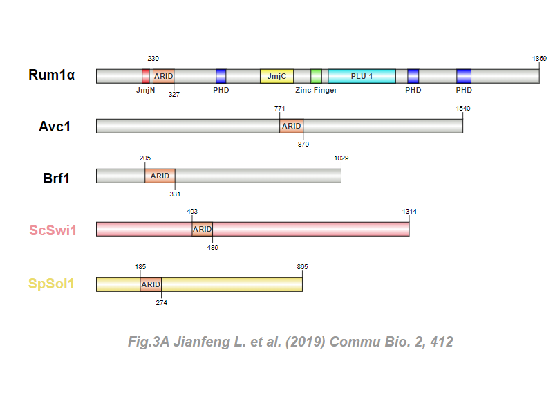 IBS 2.0: Illustrator for Biological Sequences