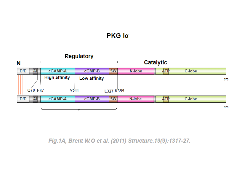 IBS 2.0: Illustrator for Biological Sequences