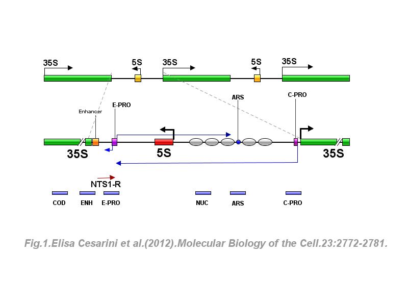 IBS 2.0: Illustrator for Biological Sequences